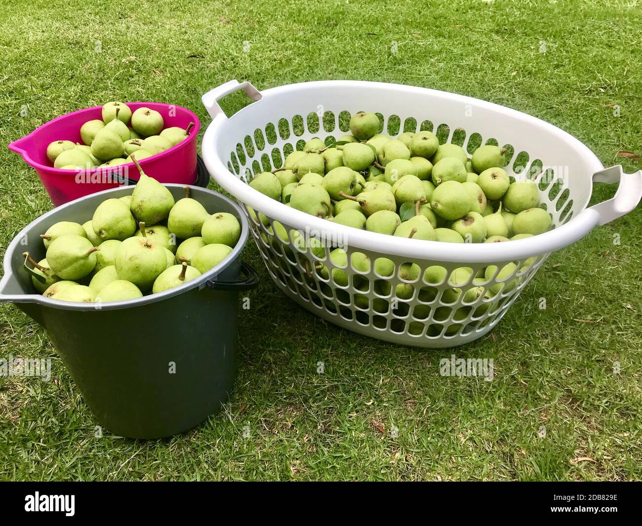 26kg of pears in a washing basket and two buckets on grass Stock Photo ...