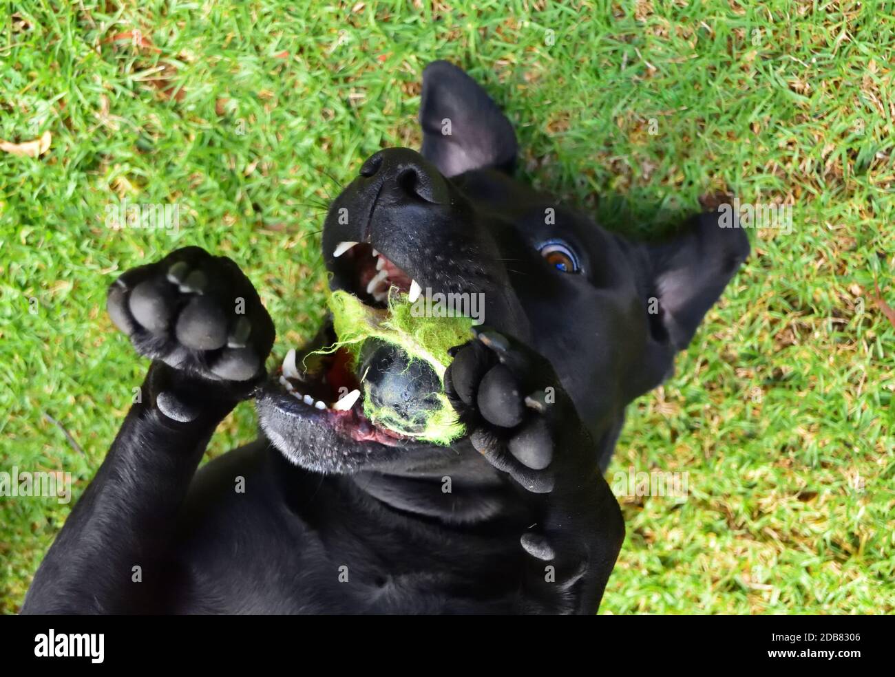 A black Labrador laying on his back, playing with a tennis ball Stock ...