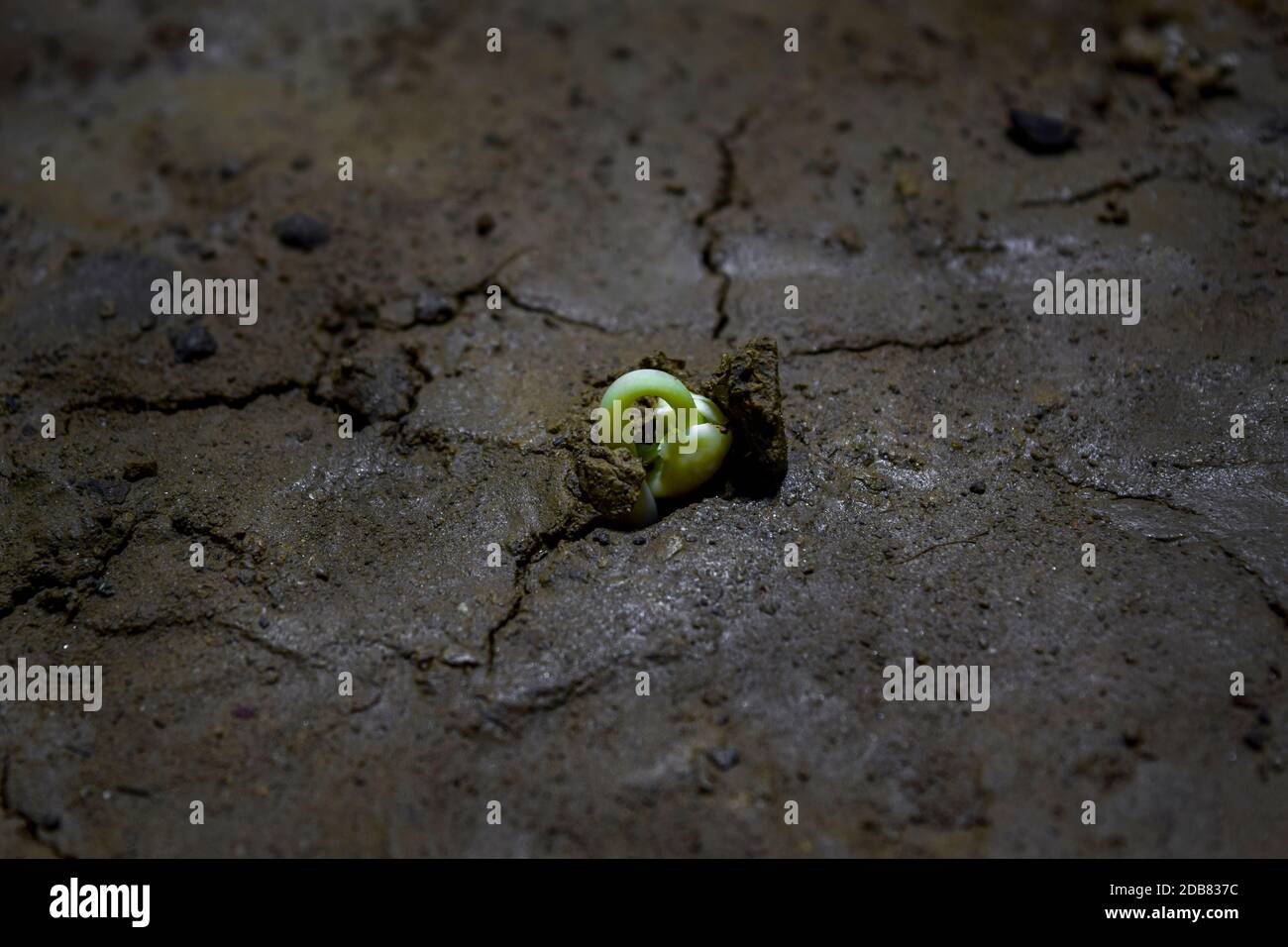 New life of tree by germination of seedlings Stock Photo - Alamy