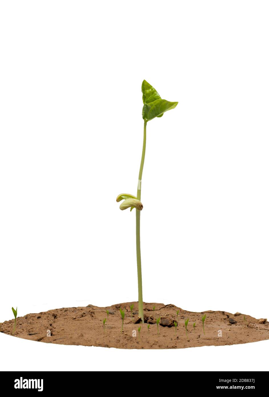 New life of tree by germination of seedlings on a white background ...
