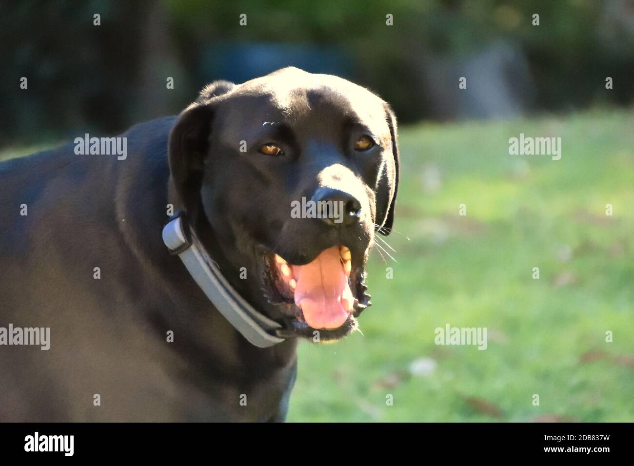 A portrait of a black Labrador outside Stock Photo - Alamy