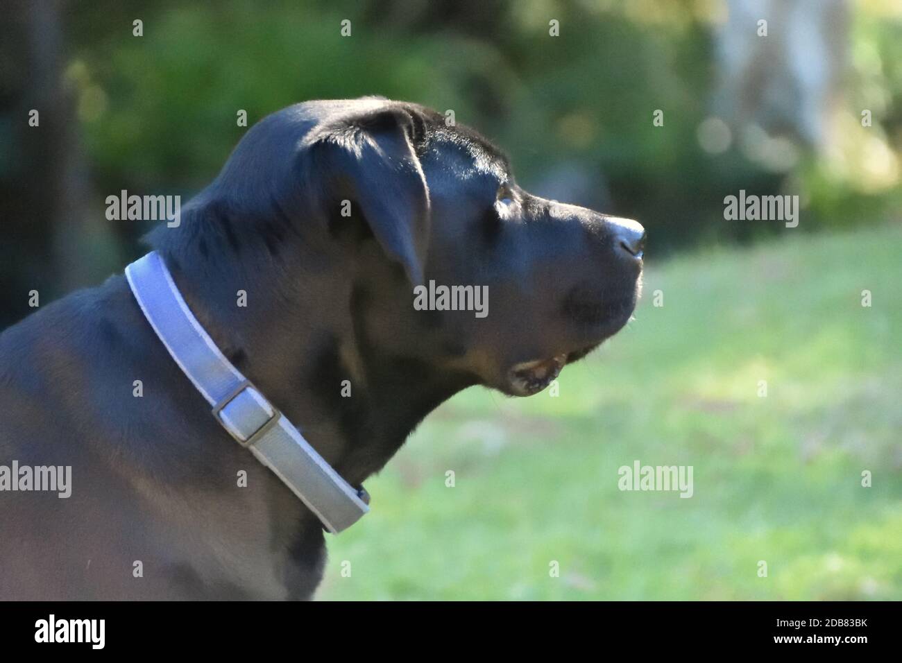 A portrait of a black Labrador outside Stock Photo - Alamy