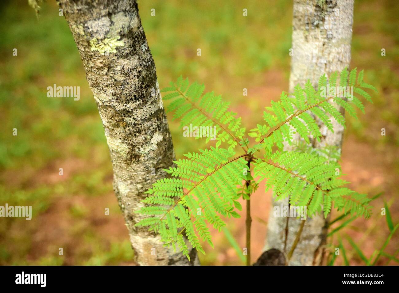 A small native Australian fern in daylight Stock Photo - Alamy