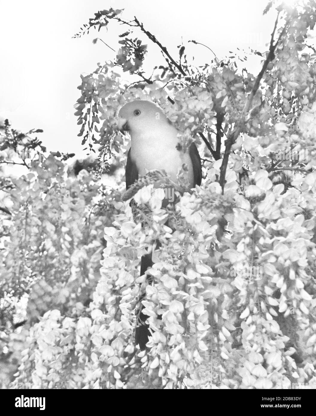 A male King Parrot sitting in a wisteria tree in an artistic grayscale ...