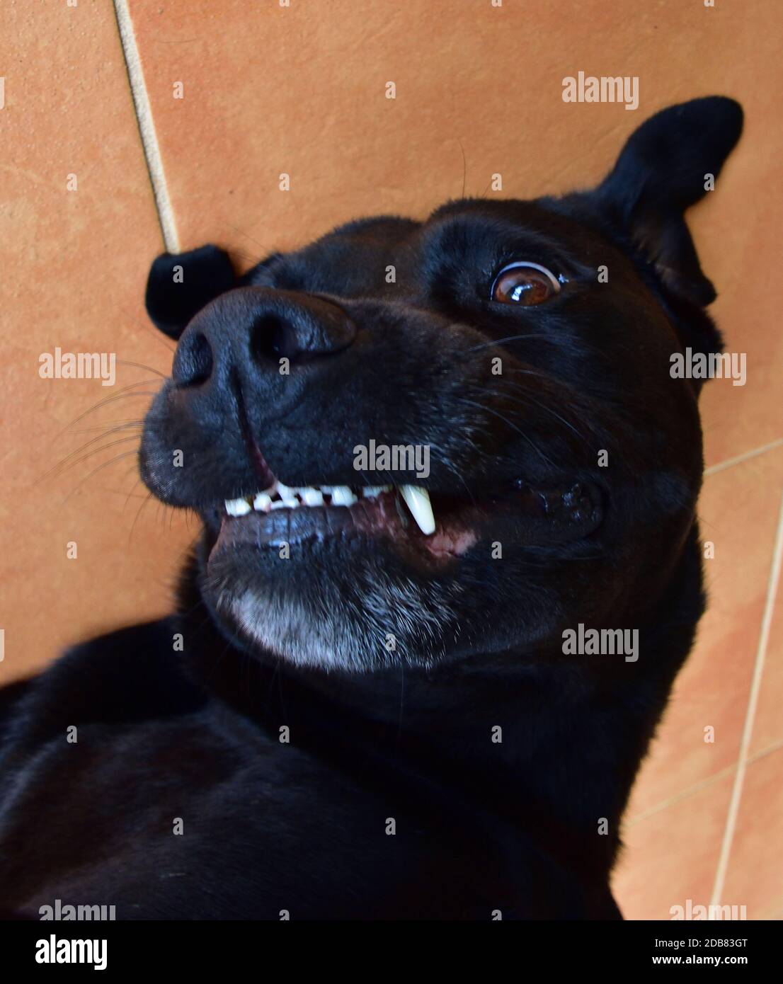 A black Labrador smiling while getting a well-deserved belly rub Stock ...