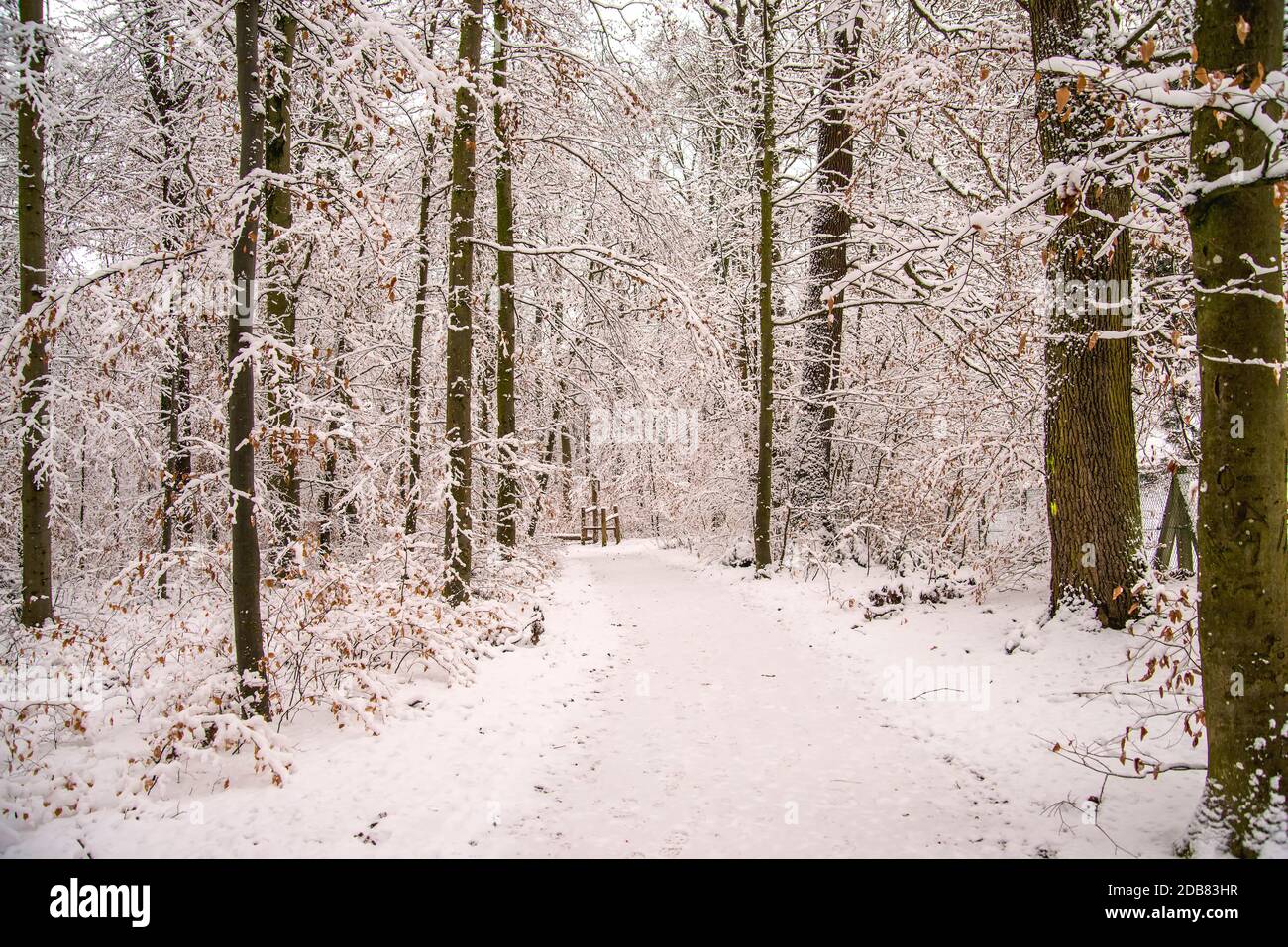 forest with snow in deep winter in Germany Stock Photo - Alamy
