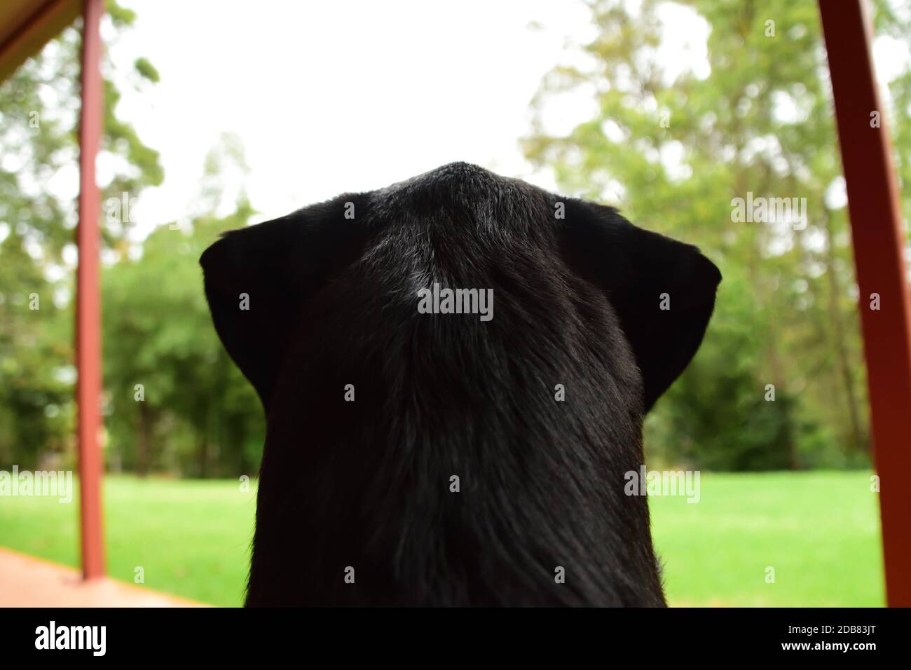 The behind view of a black Labrador sitting down, looking out at the ...