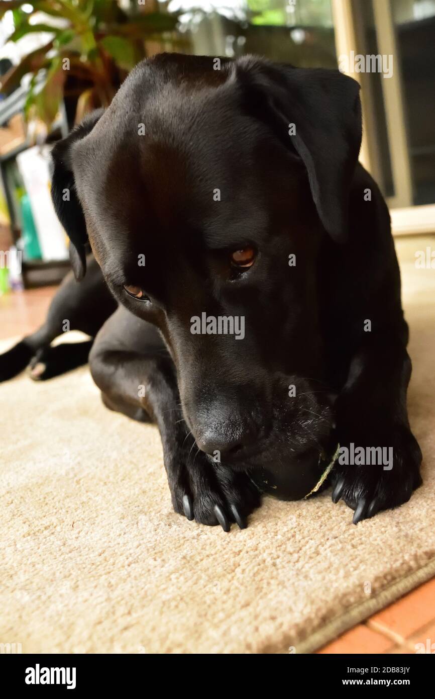 A black Labrador chewing an old tennis ball Stock Photo - Alamy