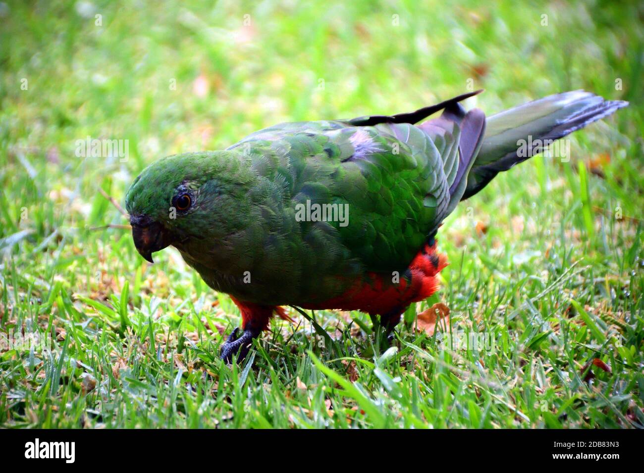 A female King Parrot standing on green grass Stock Photo - Alamy
