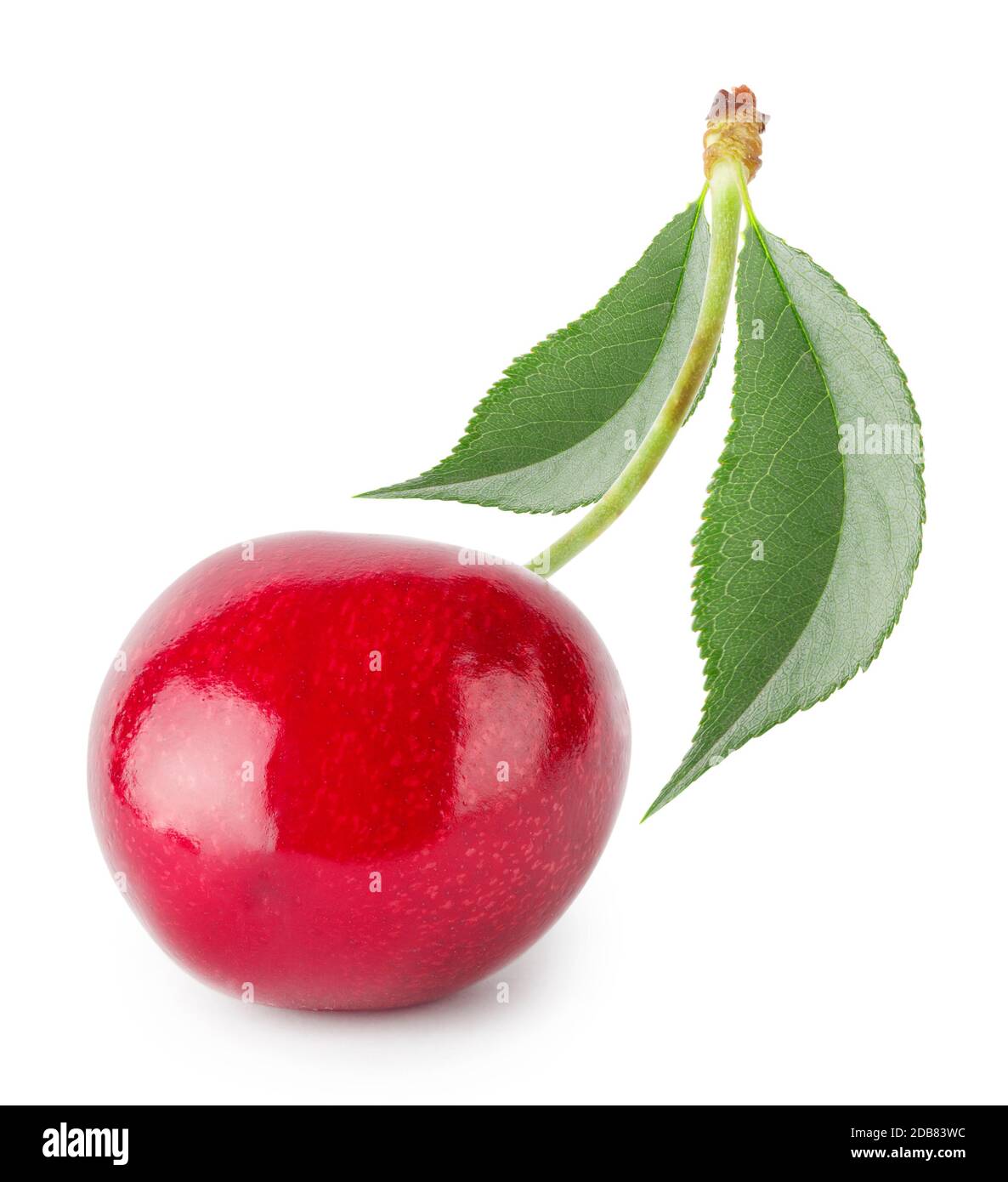 Bright ripe cherry with leaves isolated on white background Stock Photo ...
