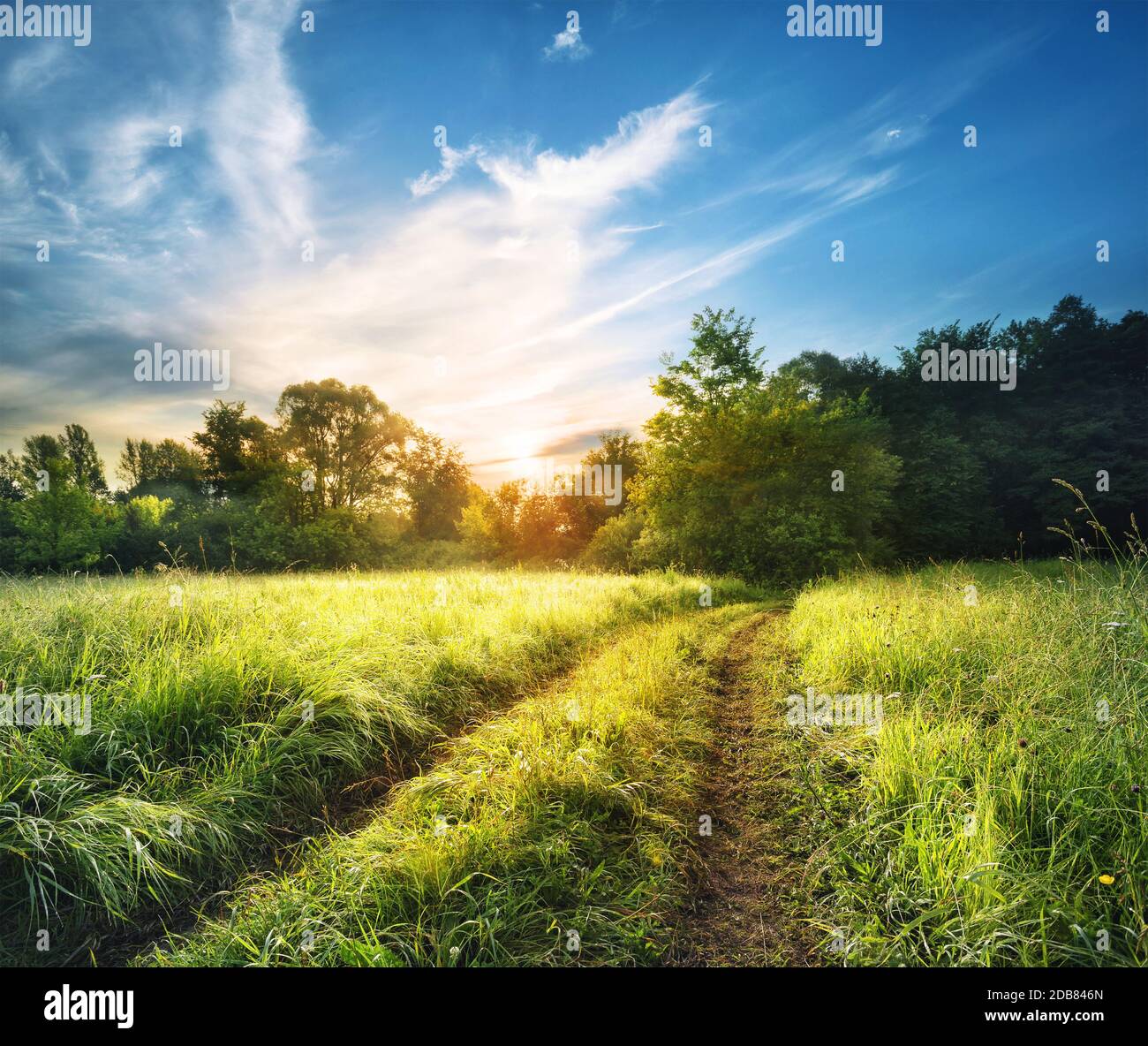 Single flower in high grass hi-res stock photography and images - Alamy