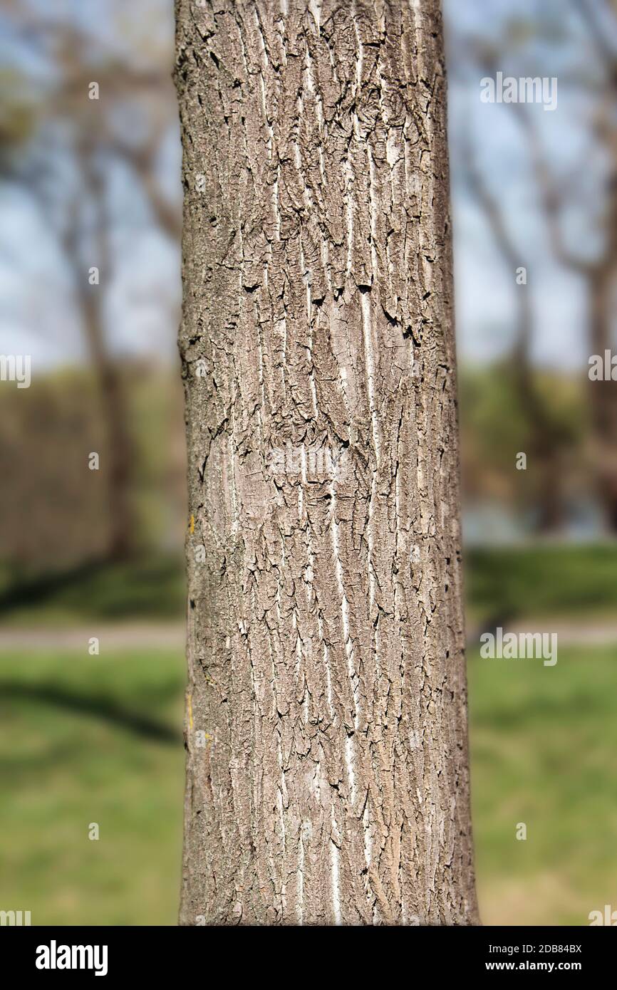 Tree trunk in the woods Stock Photo - Alamy