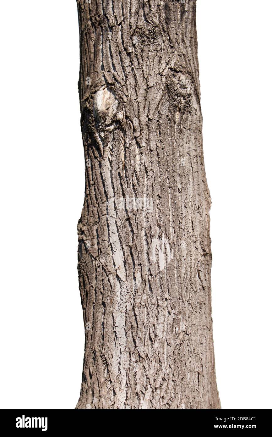Tree Trunk Isolated On White Background Stock Photo - Alamy