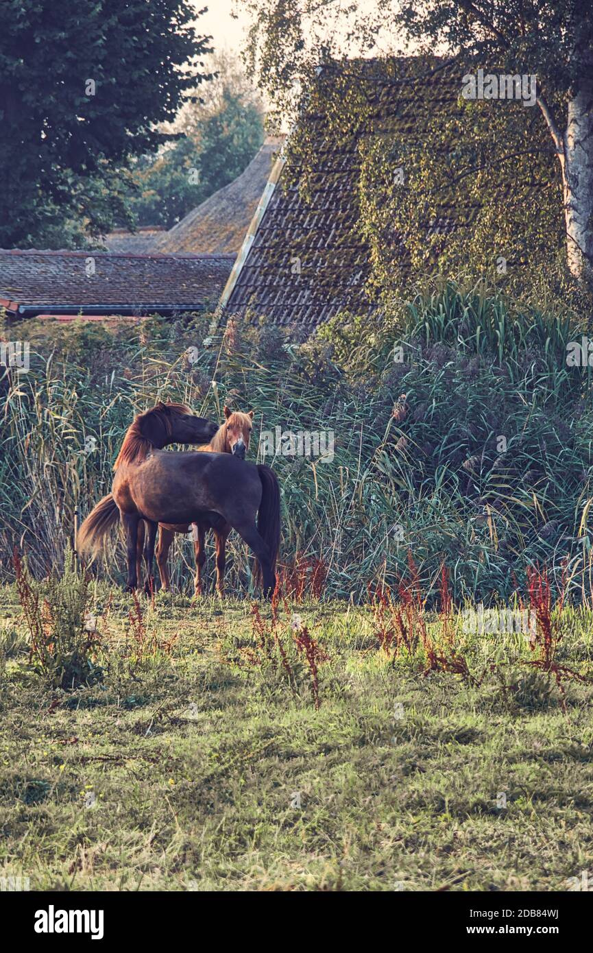 two cuddling horses on a meadow near ahrenshoop Stock Photo - Alamy