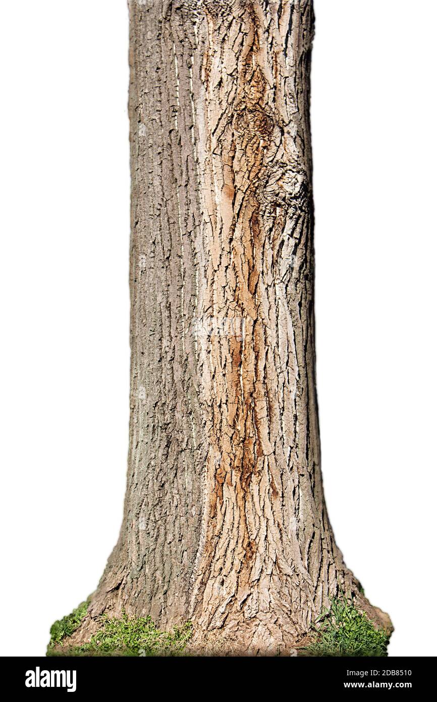 Tree Trunk Isolated On White Background Stock Photo - Alamy