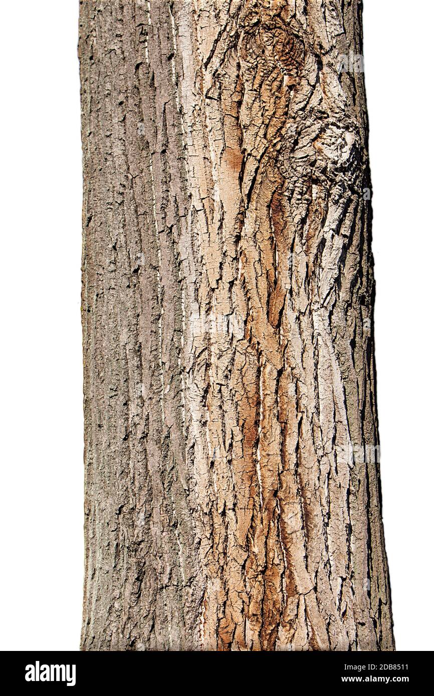 Tree Trunk Isolated On White Background Stock Photo - Alamy