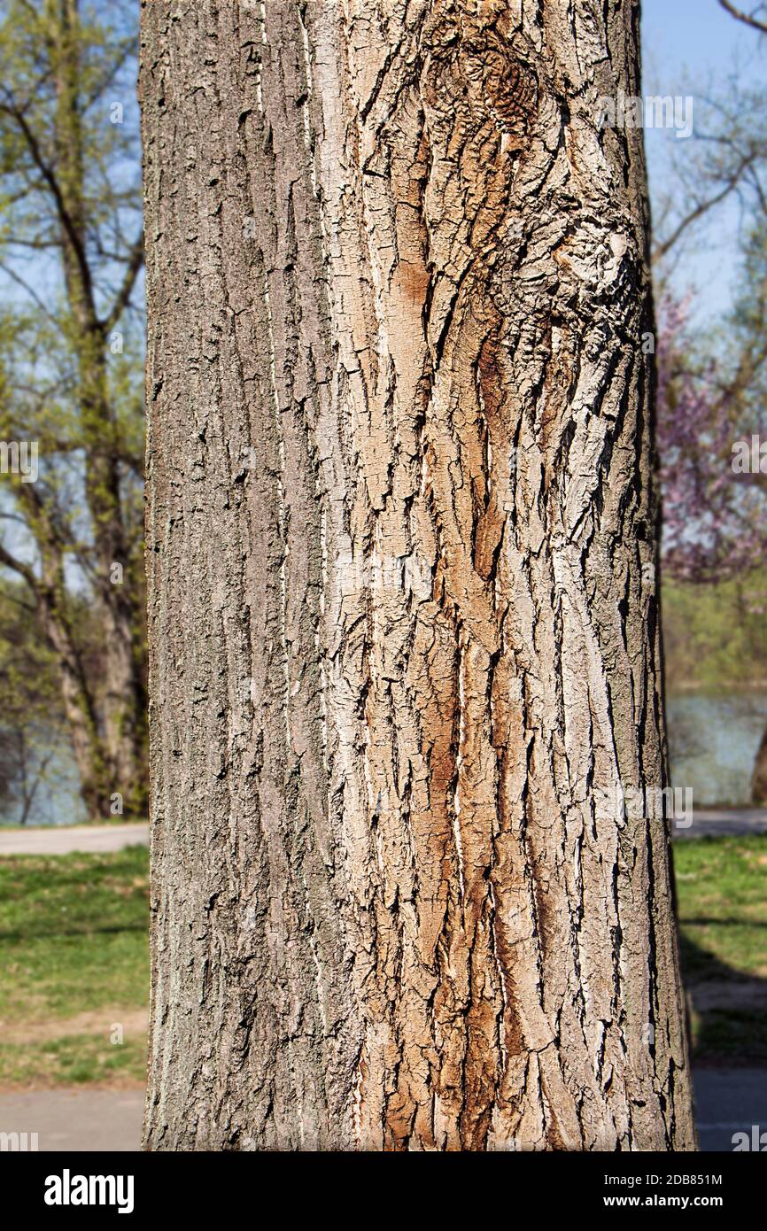 Tree trunk in the woods Stock Photo - Alamy