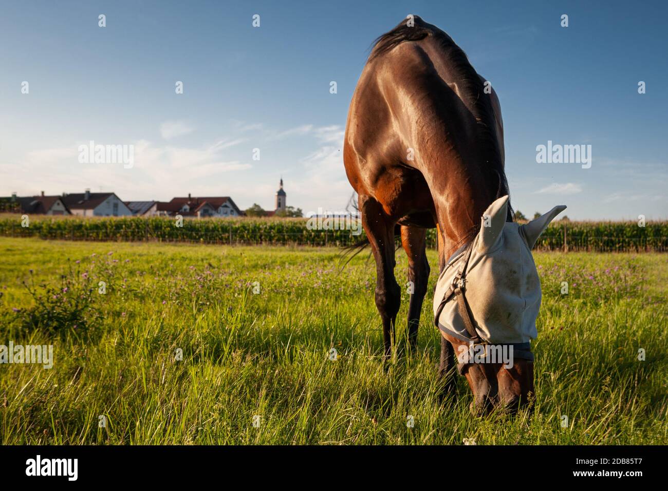 Pferdekoppel grasen weide hi-res stock photography and images - Alamy