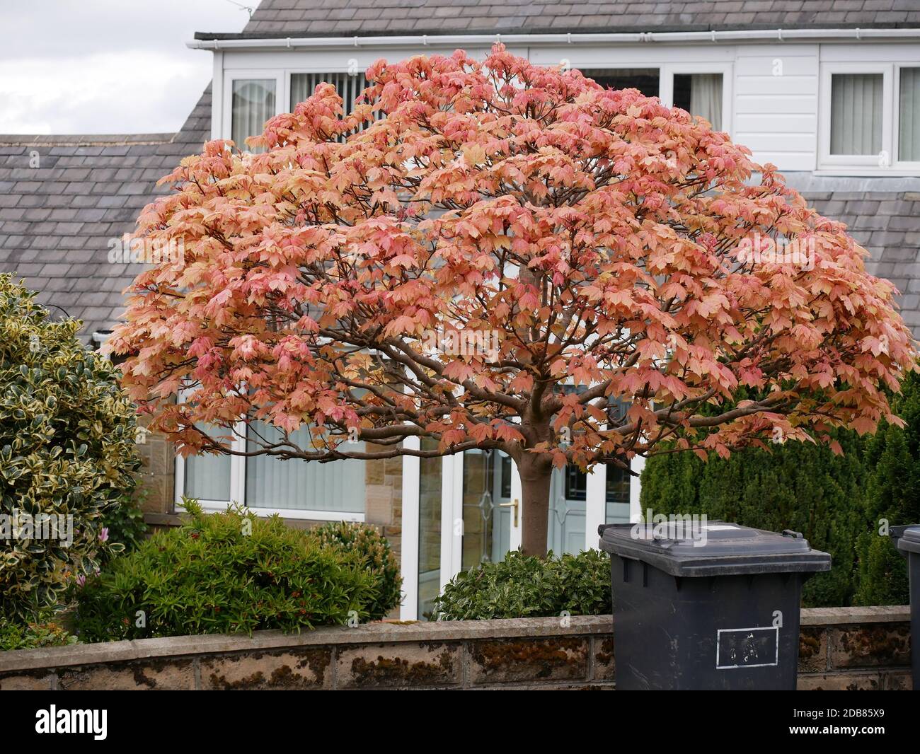 Dome shaped tree england hi-res stock photography and images - Alamy