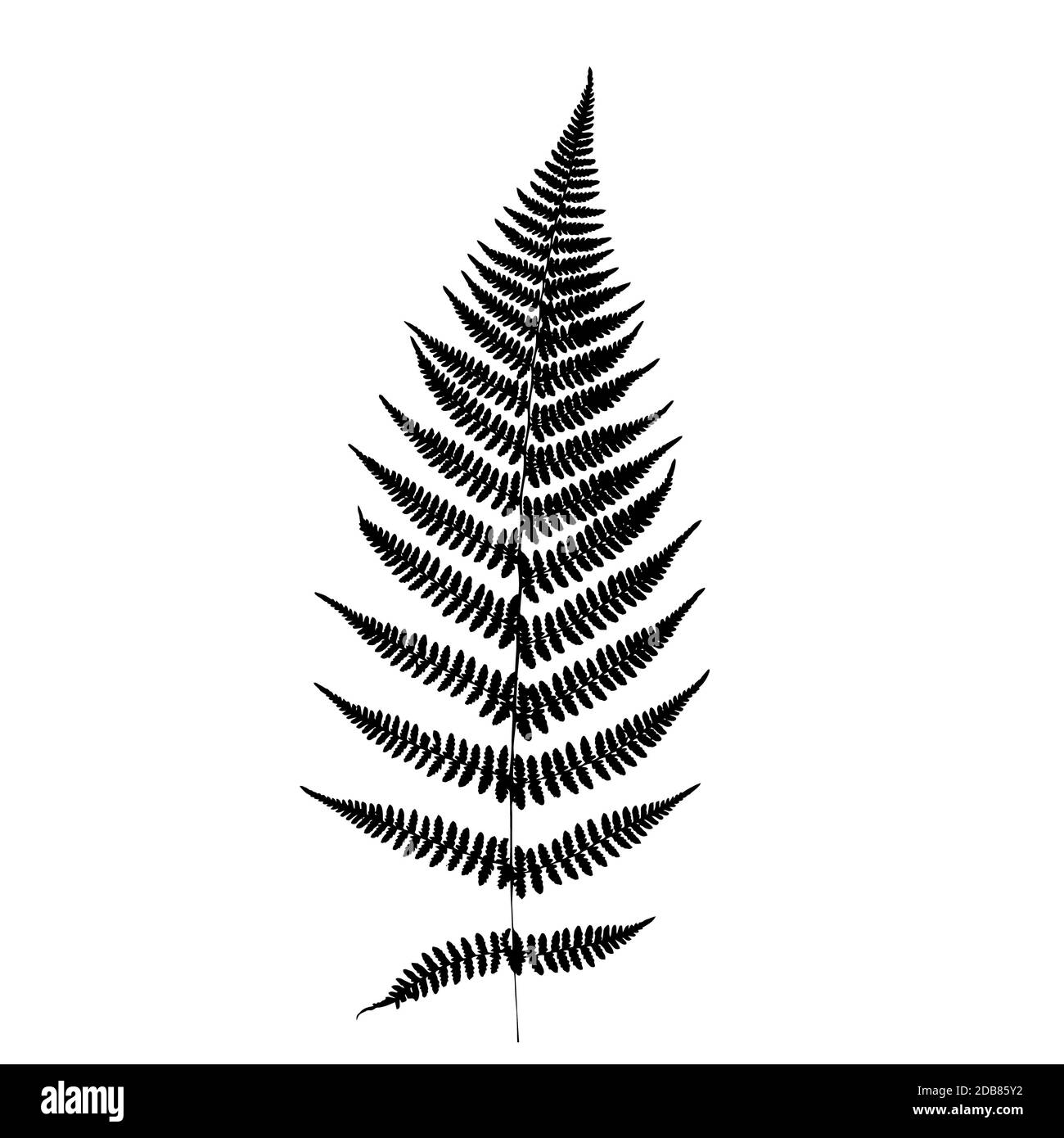 Fern leaf silhouette. Vector illustration Stock Photo - Alamy