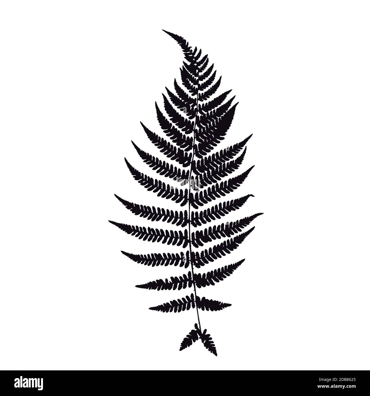 Fern leaf silhouette. Vector illustration Stock Photo - Alamy