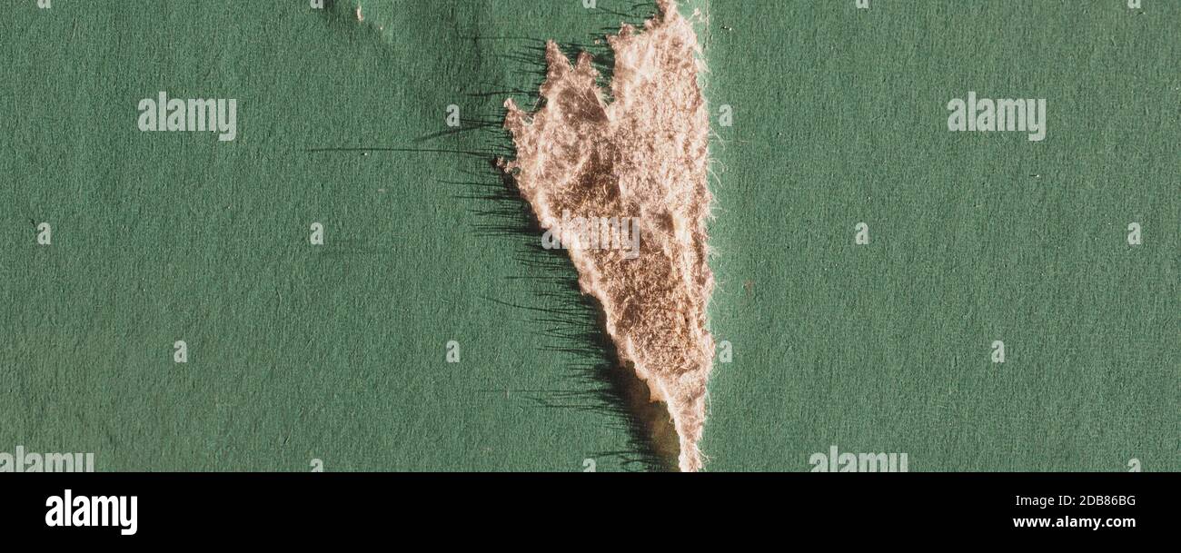 wide green cardboard texture useful as a background Stock Photo - Alamy
