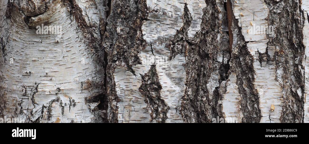 wide Birch tree bark texture useful as a background Stock Photo - Alamy