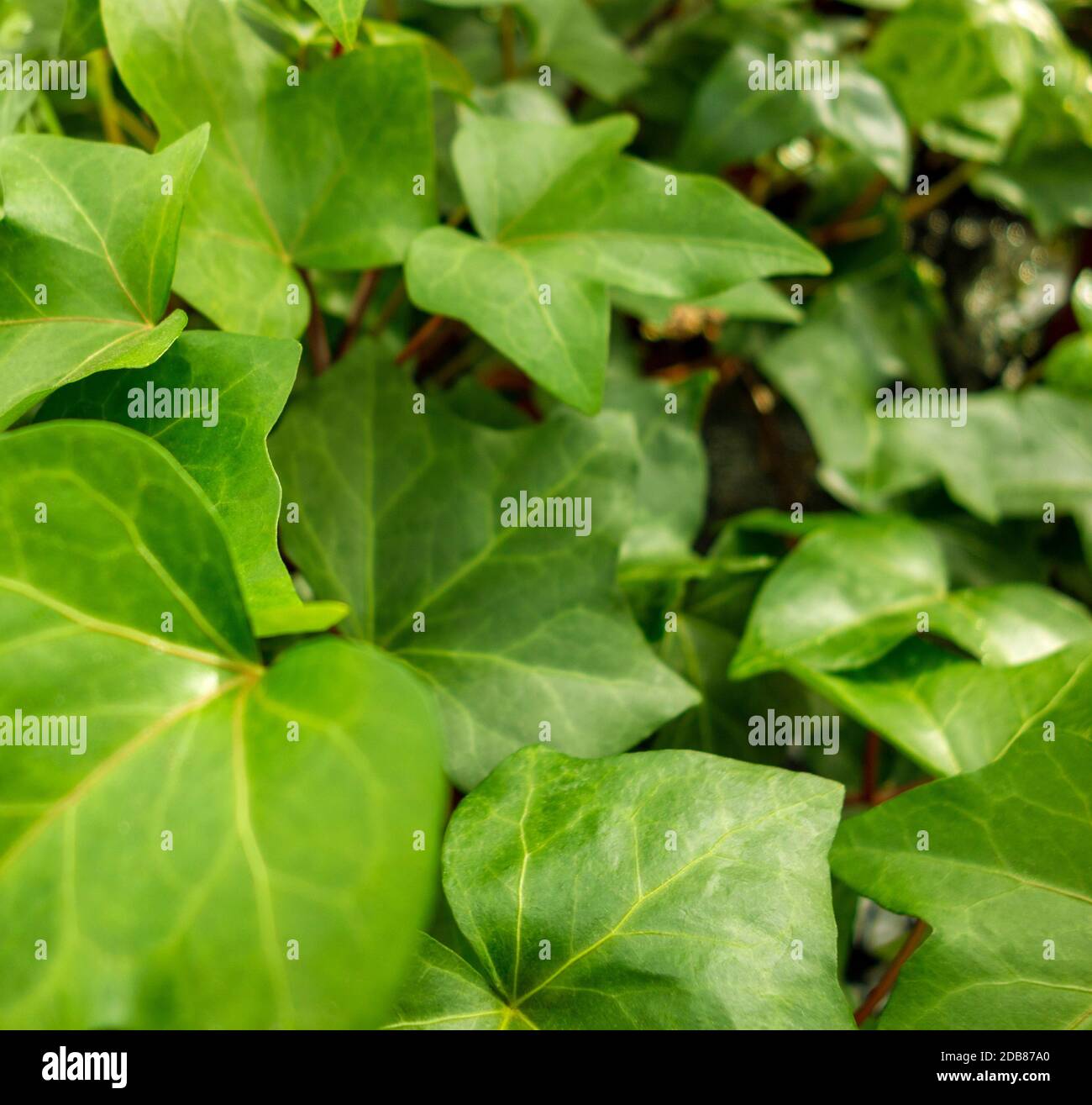 Illuminated ivy hi-res stock photography and images - Alamy