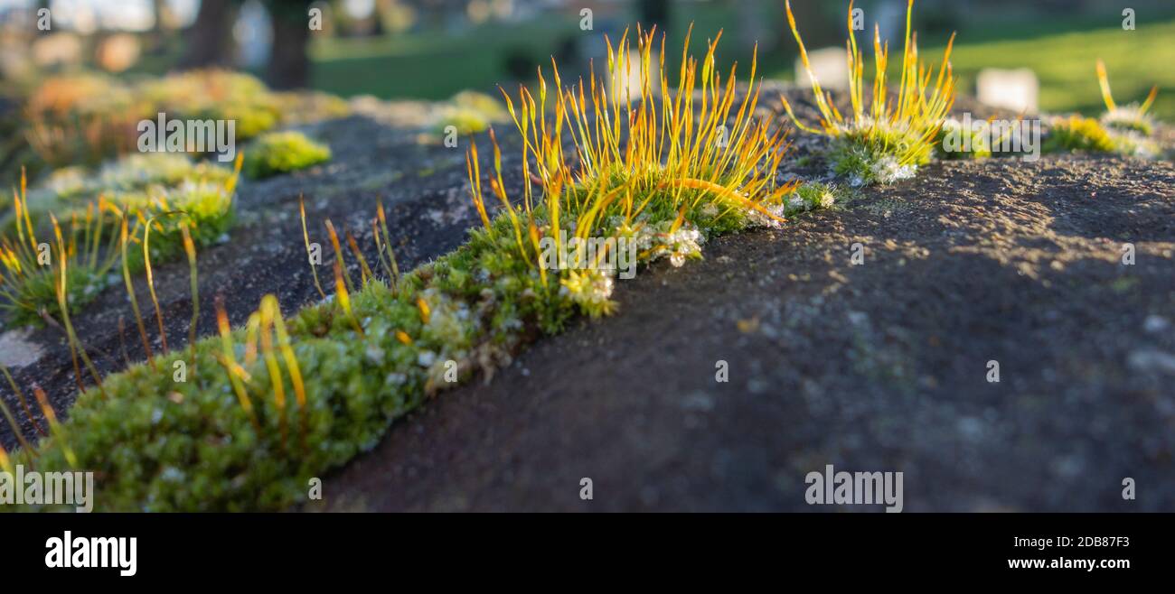 outdoor shot showing a sunny moss closeuo Stock Photo - Alamy