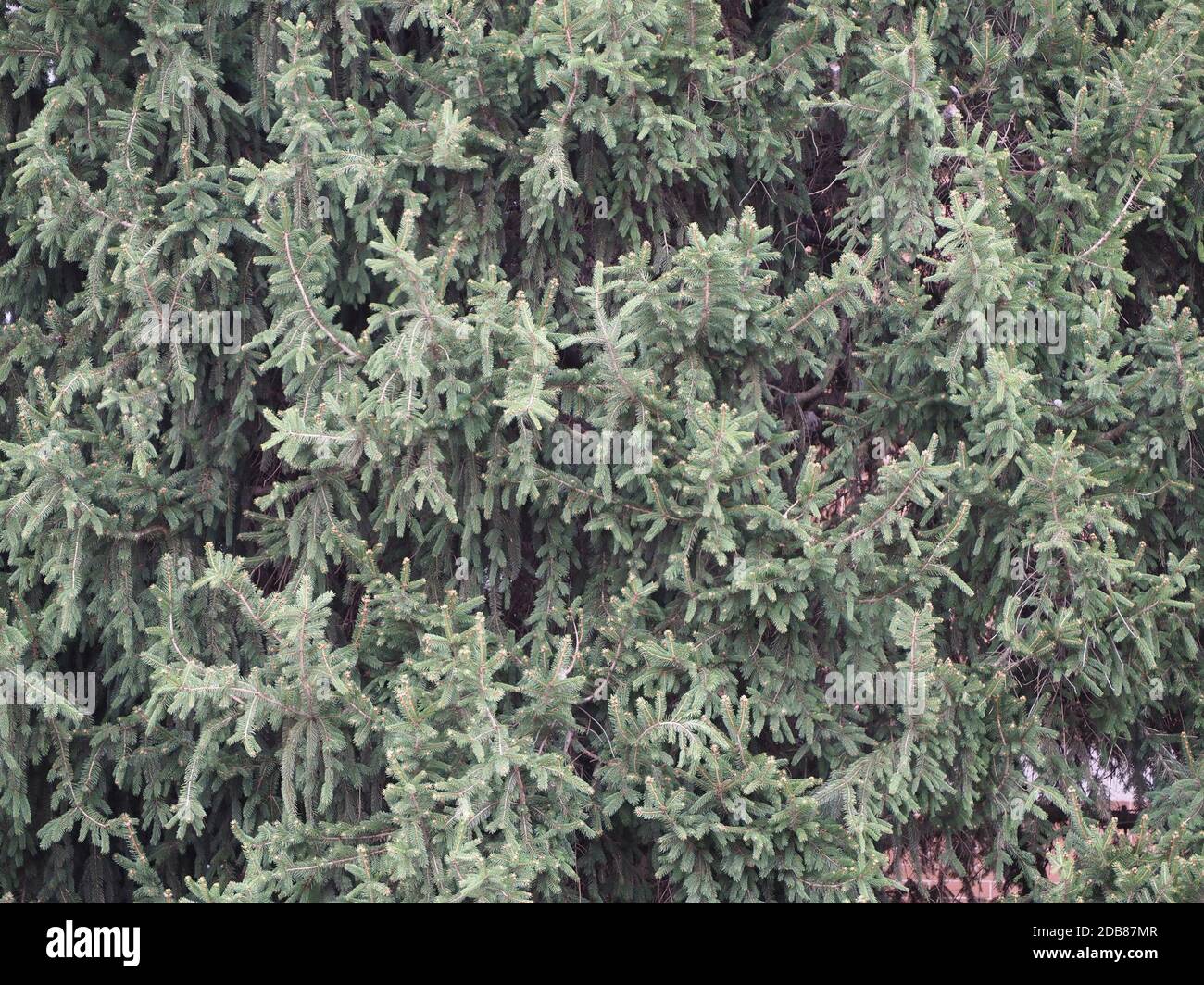 pine (conifer of genus Pinus, family Pinaceae) tree useful as a ...