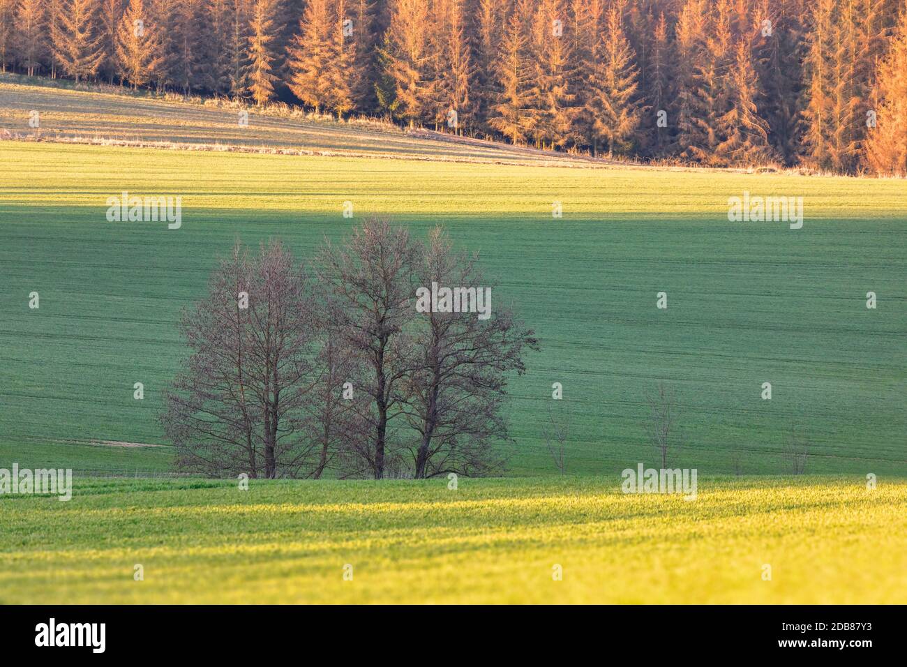Beautiful green spring rural landscape with green field. Rural ...