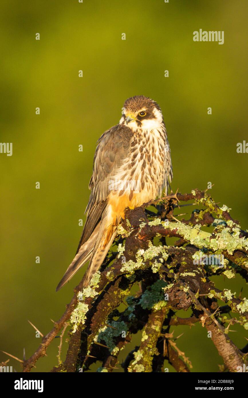Savanna falcon hi-res stock photography and images - Alamy