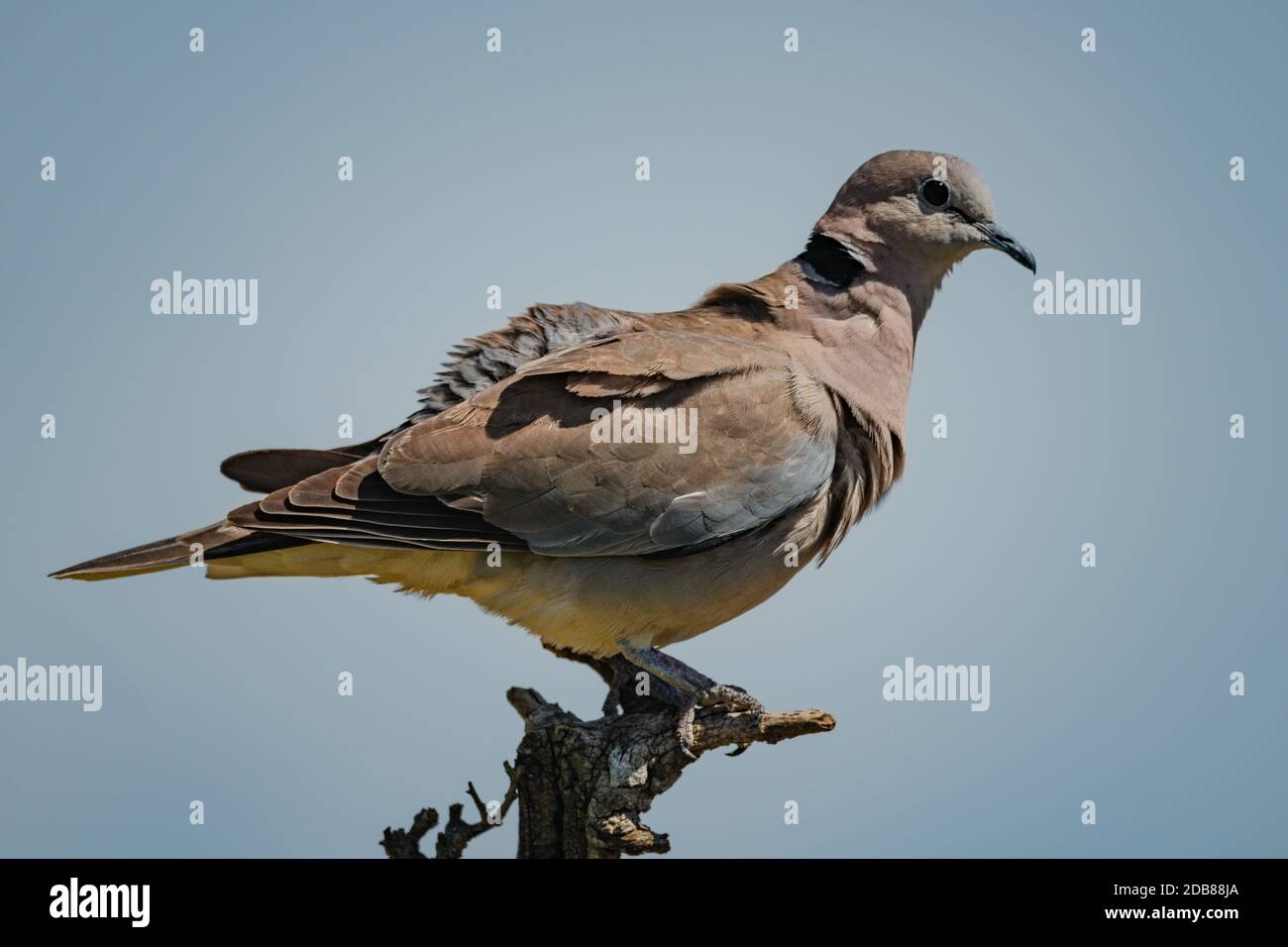 Ring-necked dove on dead branch in profile Stock Photo - Alamy
