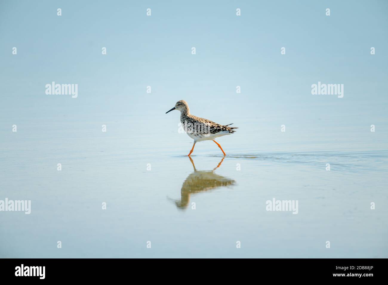 Ruff grassland hi-res stock photography and images - Alamy