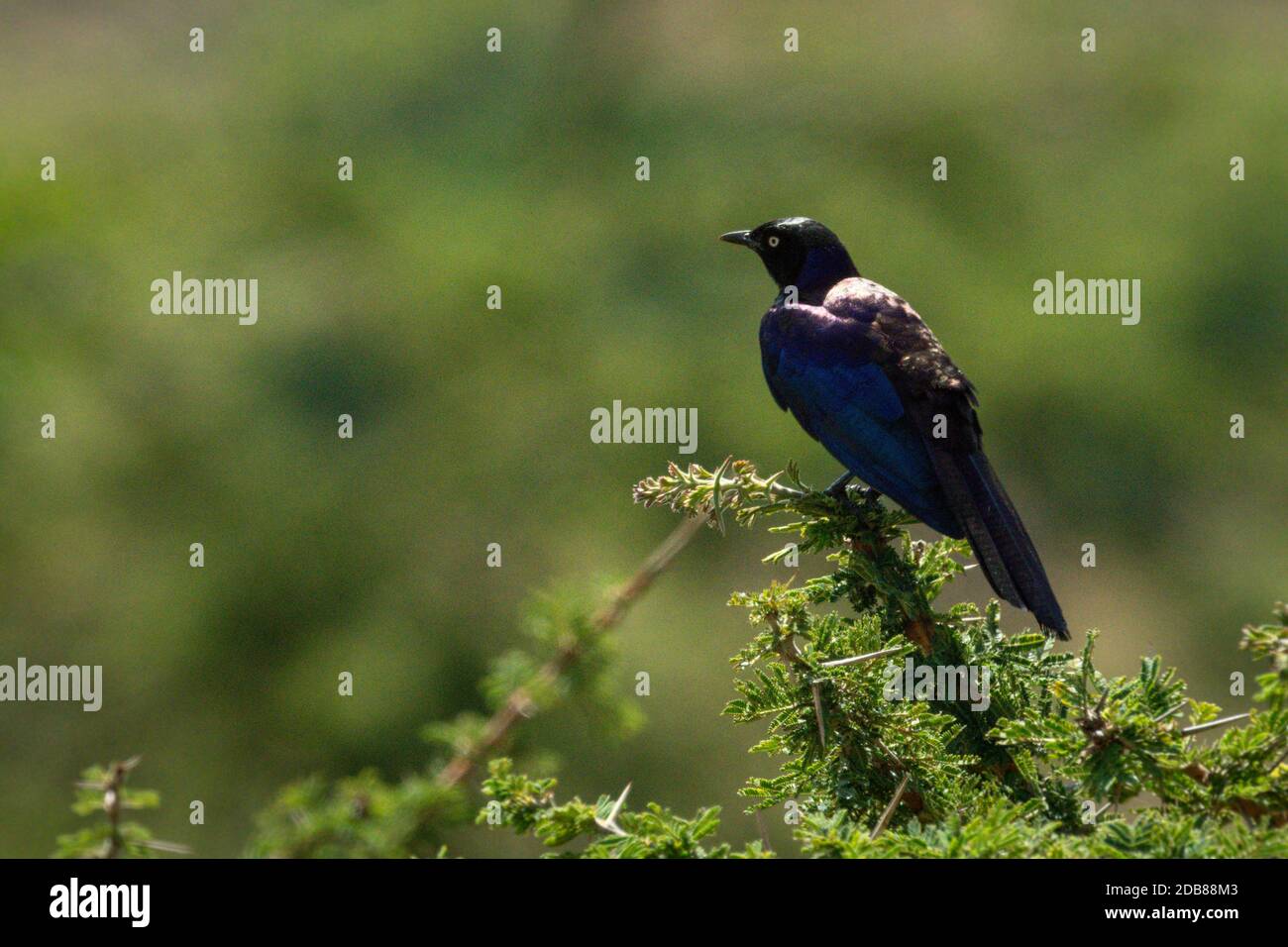 Ruppell long-tailed starling in thornbush in sunshine Stock Photo - Alamy