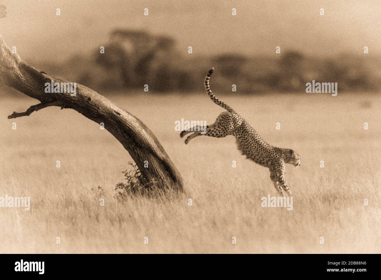 Jumps from tree to tree hi-res stock photography and images - Alamy
