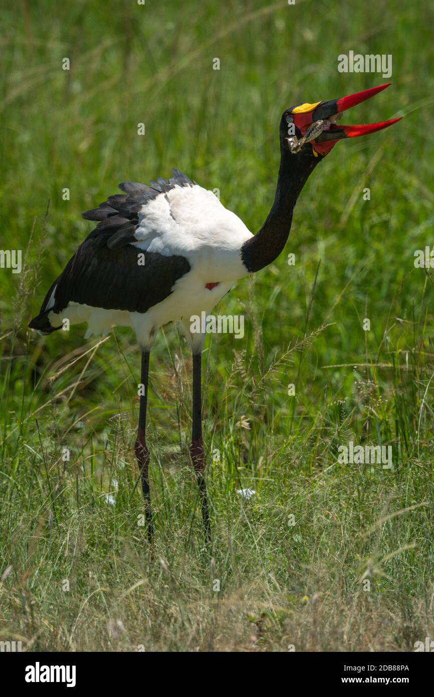 Saddle-billed stork stretches neck to swallow frog Stock Photo - Alamy