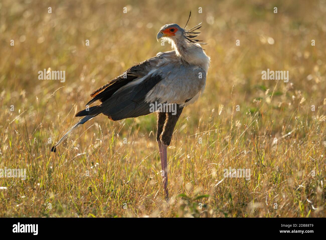 Secretary bird stands backlit in long grass Stock Photo - Alamy
