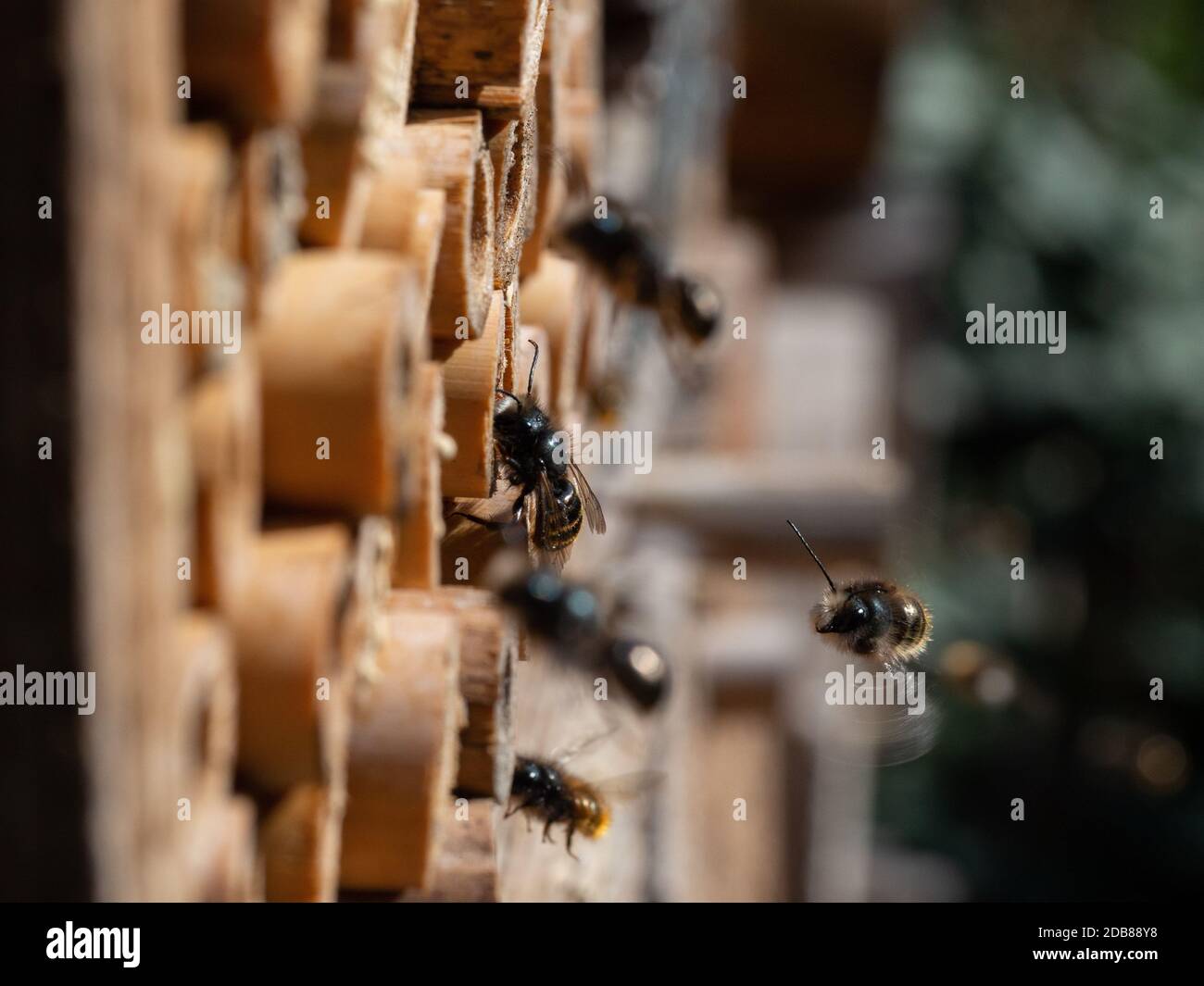 Mason bees at an insect hotel in spring Stock Photo - Alamy