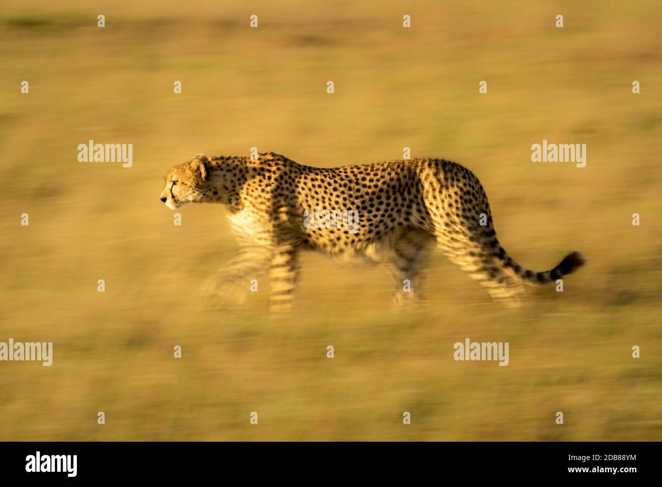 Slow pan of cheetah walking across grassland Stock Photo - Alamy