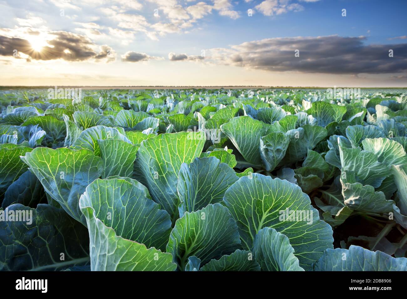 Lush cabbage field under hi-res stock photography and images - Alamy