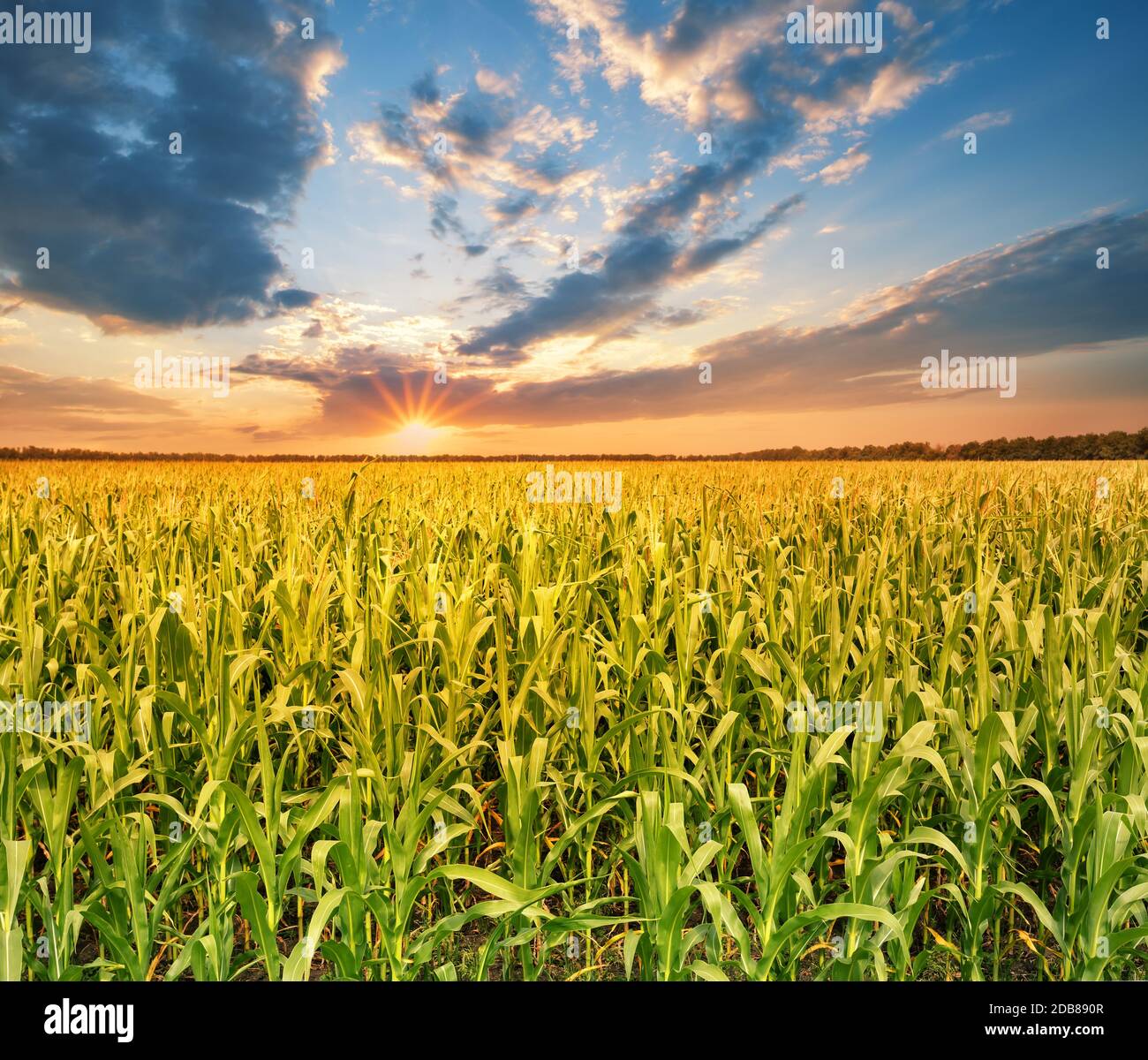 Corn Harvest Sunset