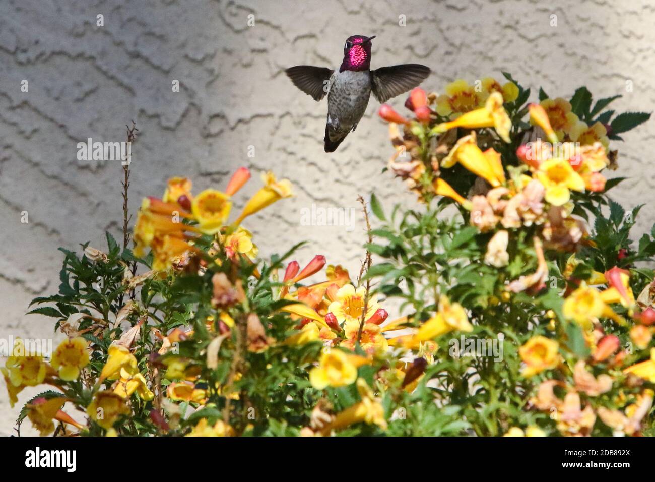 Anna's Hummingbird, Mesa, Arizona Stock Photo - Alamy