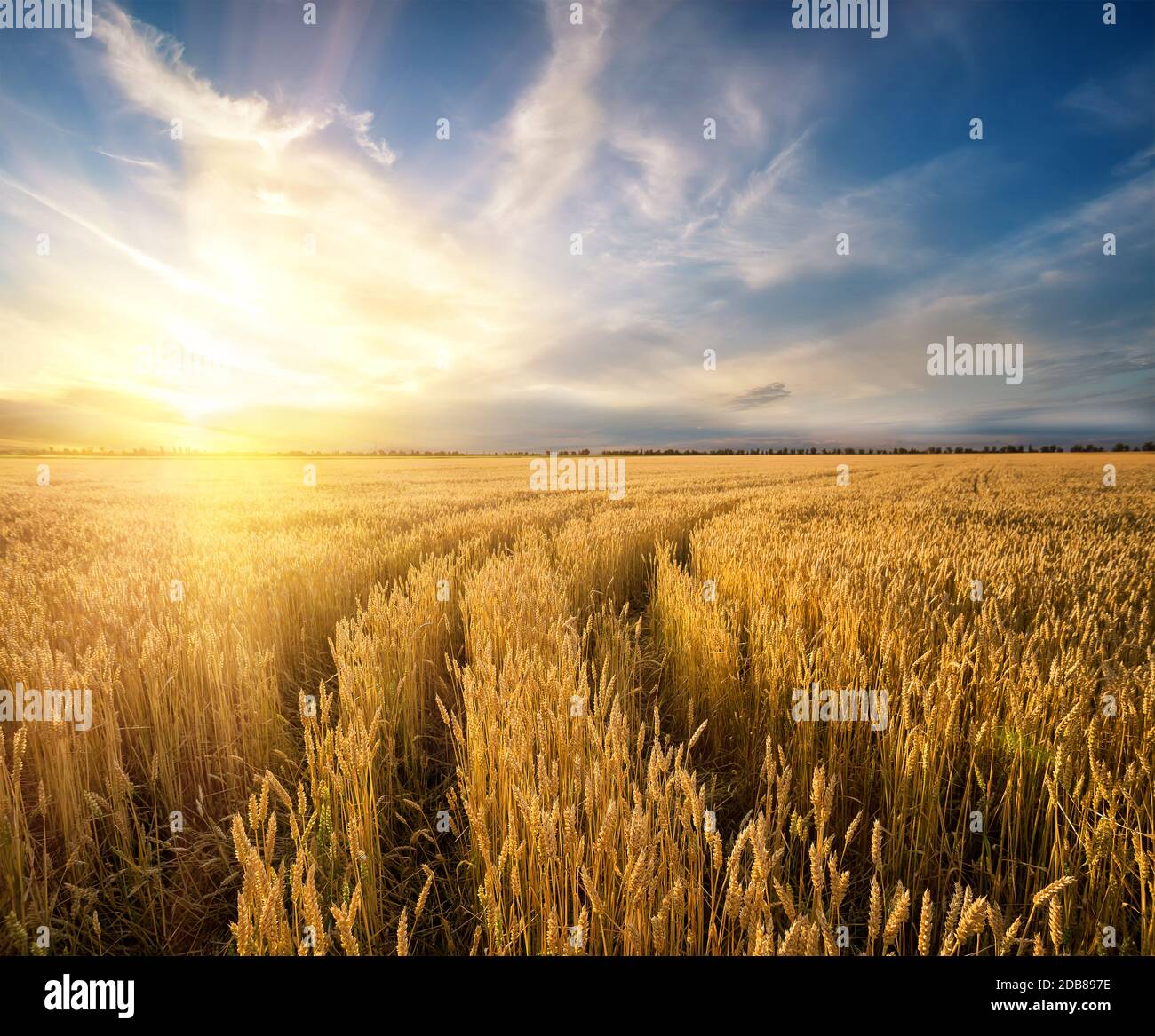 Road to the field with the yellow ripening wheat ears. Rustic field at ...