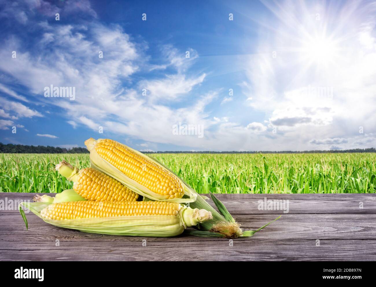 Ripe corn on a table in the background of a cornfield. Summer collage ...