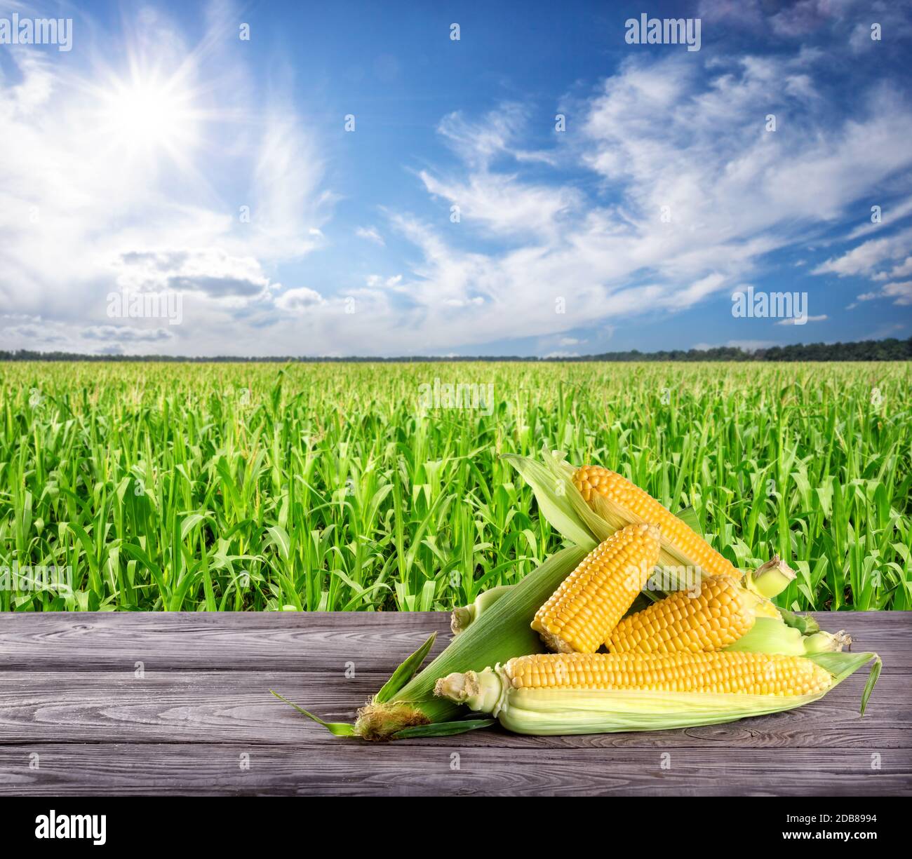 Ripe yellow corn on a wooden table in the background of cornfield ...