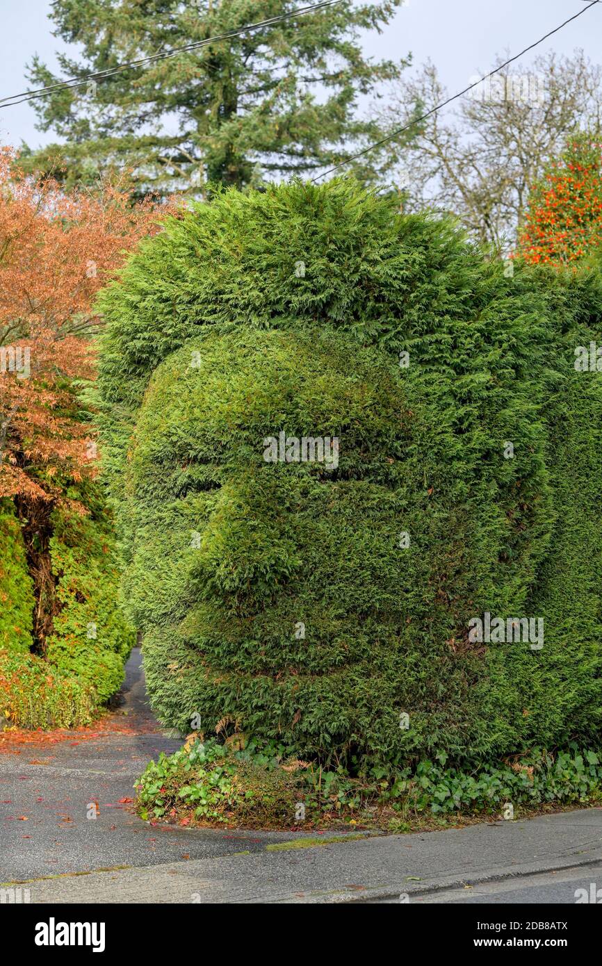 Cedar Hedge High Resolution Stock Photography and Images - Alamy