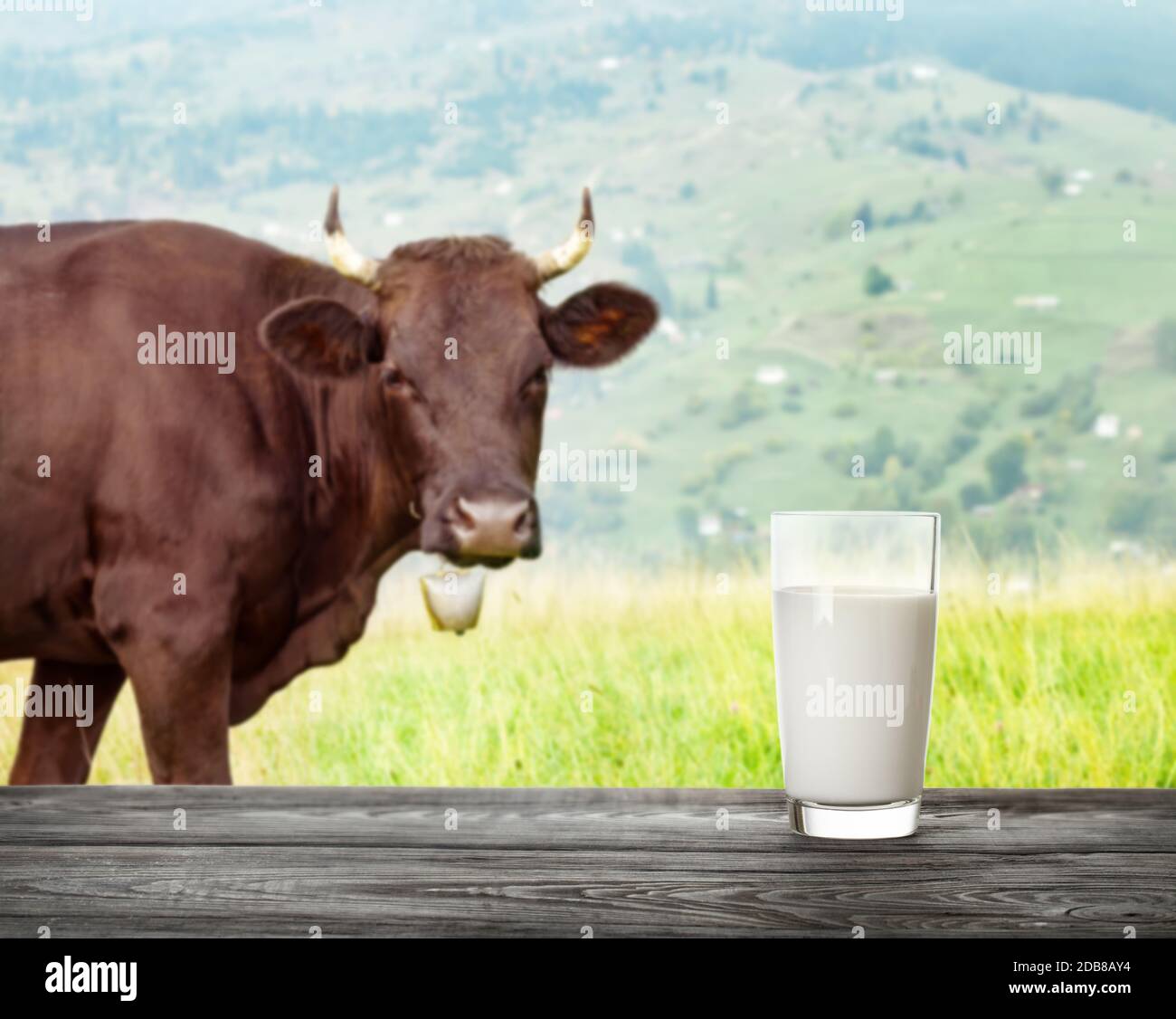A glass of milk on cow background with bell on mountain pasture. The ...