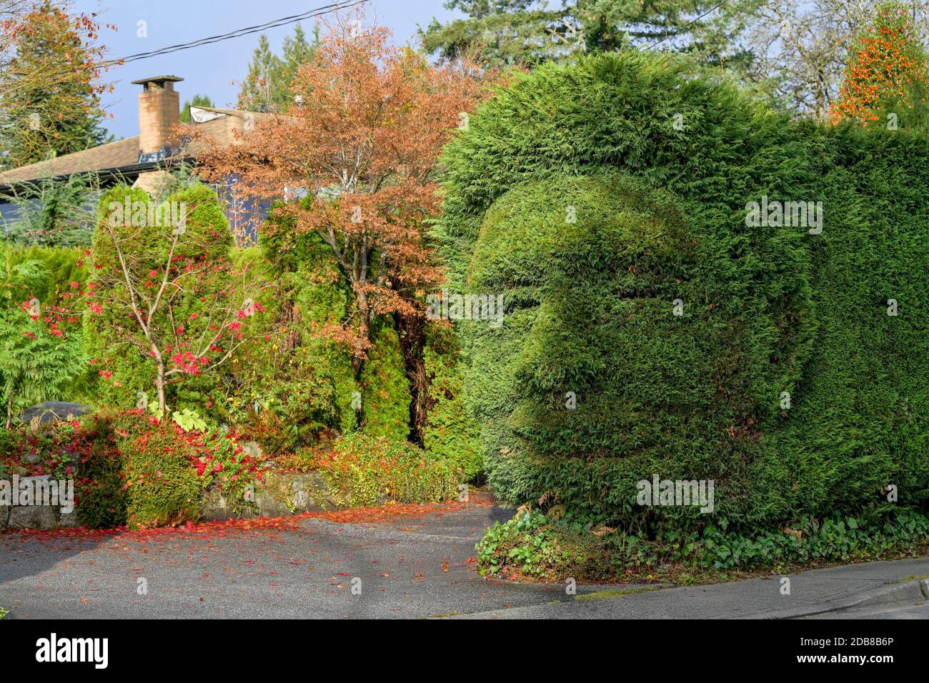 Topiary by Santo, Cedar hedge with man's face, Deep Cove, North ...