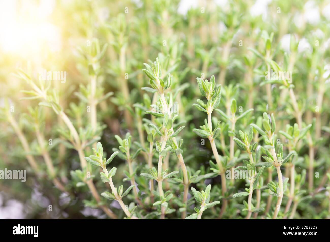Fresh Thyme closeup with sun effect Stock Photo - Alamy